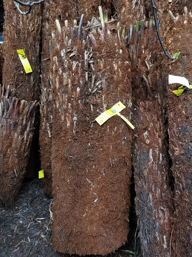DICKSONIA ANTARCTICA. Multi-head and Unusual Trunk Tree Ferns
