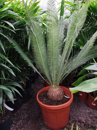 DIOON EDULE. | thepalmtreecompany