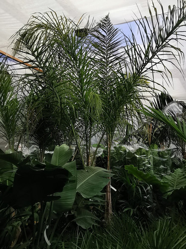 ARECASTRUM ROMANZOFFIANUM. Queen Palm.