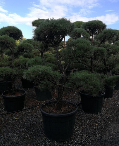 PINUS SYLVESTRIS CLOUD TOPIARY TREES | thepalmtreecompany