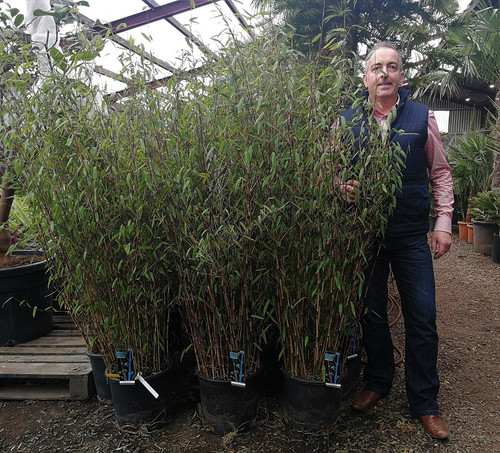 FARGESIA NITIDA 'WINTER JOY' Bamboo. | thepalmtreecompany