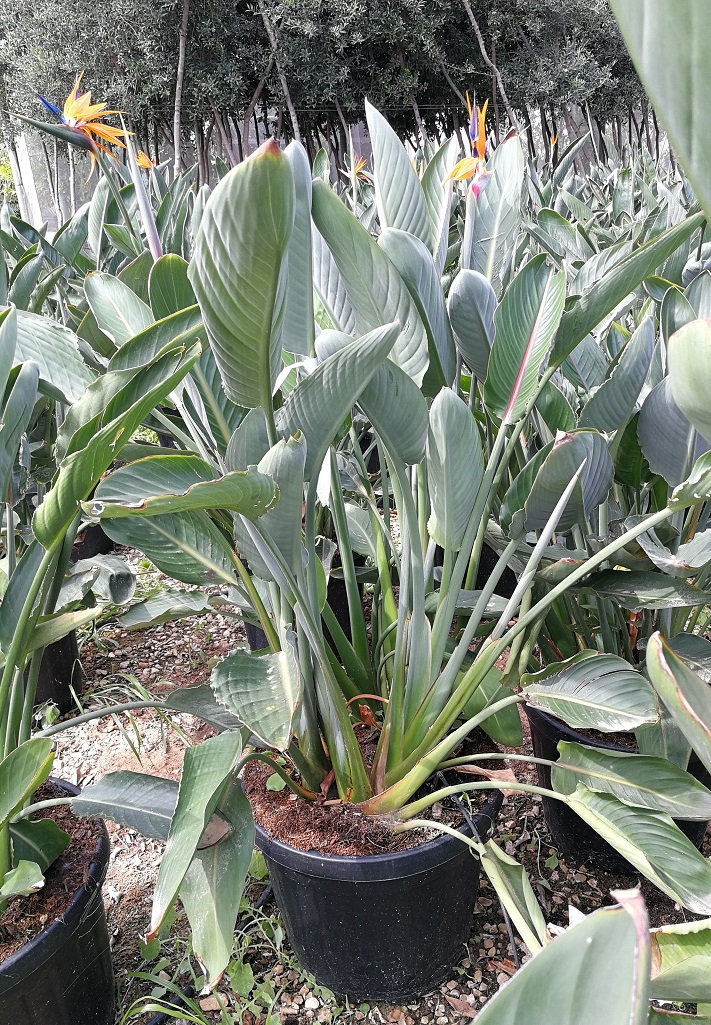 STRELITZIA REGINA. Bird of Paradise. Free UK Delivery!