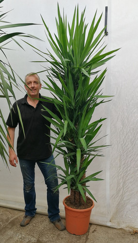 YUCCA ELEPHANTIPES (Spineless Yucca/Stick Yucca). Large Houseplant ...