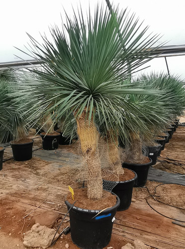 Yucca Linearis. Yucca Linearifolia. Free UK Delivery!