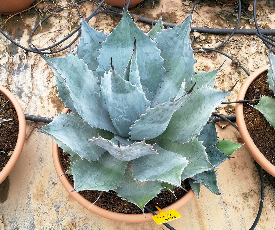 AGAVE COLORATA. | thepalmtreecompany