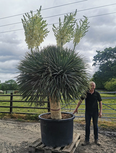 YUCCA ROSTRATA 'BLUE SWAN'. Specimen | thepalmtreecompany