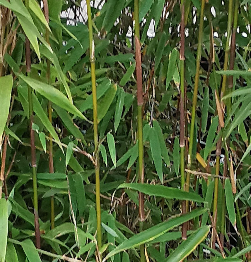 FARGESIA 'JIUZHAIGOU 1'. Red Fountain Bamboo. | thepalmtreecompany
