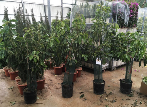 AVOCADO PEAR TREE. | thepalmtreecompany