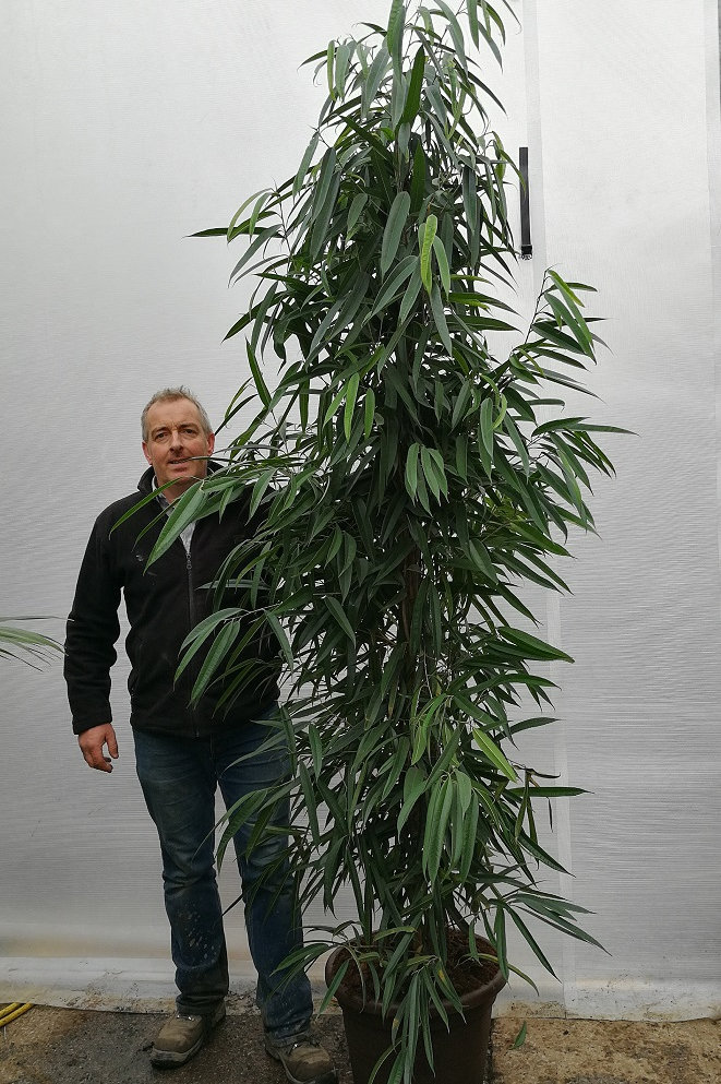 FICUS MACLELLANDII ALII. Long Leafed Fig Plant. | thepalmtreecompany