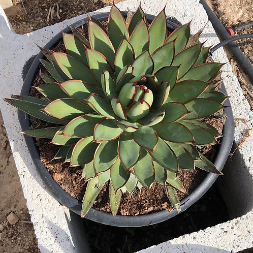 AGAVE RED EDGE. | thepalmtreecompany