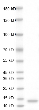Recombinant Human PDGF-BB Protein | LF-Biotech