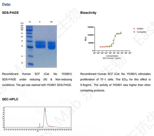 Recombinant Human SCF Protein (animal-free) | LF-Biotech