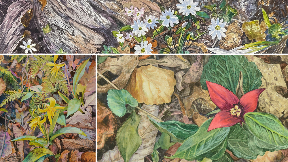 For the Love of Spring Ephemerals