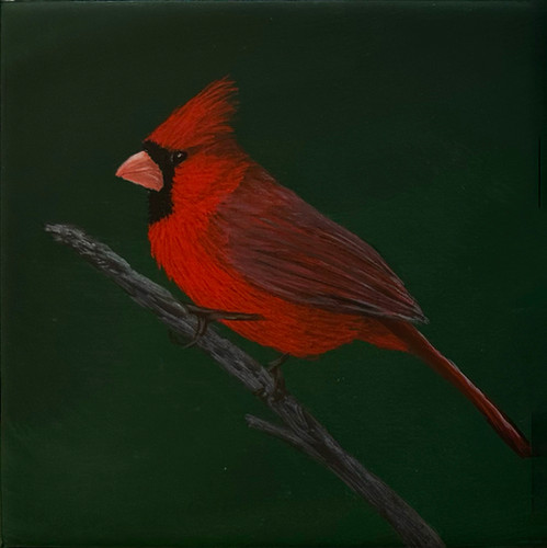 Cardinal on Dark Forest Green | Arwynn