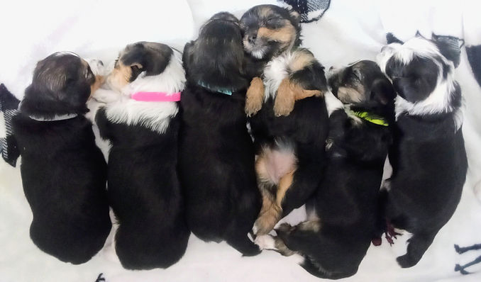 Countryside Puppies of Massachusetts | yorkie and morkie puppies for ...