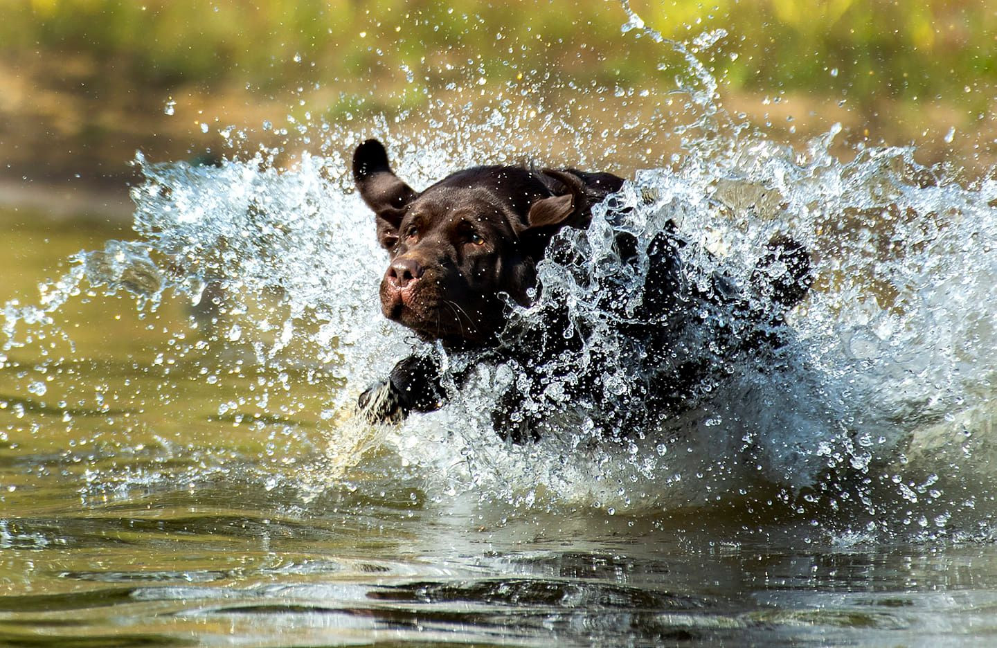Why Does My Lab Shed So Much? Tips To Reduce Shedding in Labrador ...