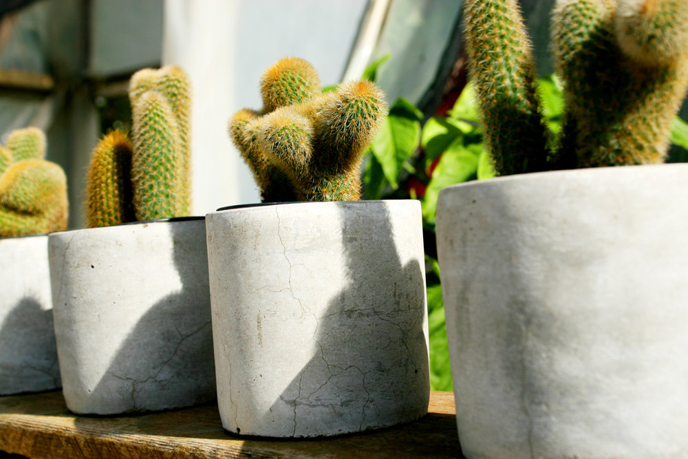 6 Cacti Care Tips