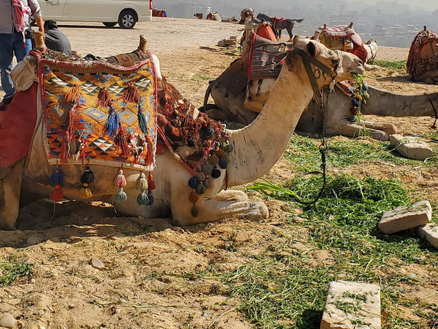 Membership Benefits | Central Lions