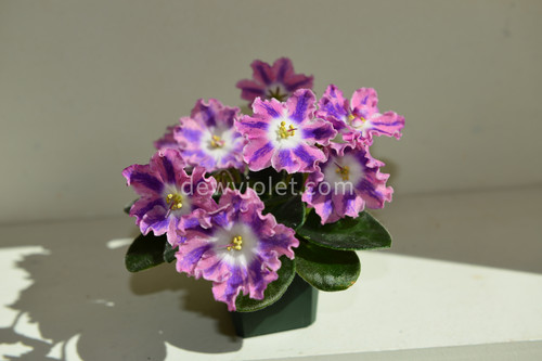 DS-Pinka - Shop African Violet Plant | Dew Violet