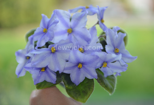 African Violet Chimera "Uchu Reverse" | Dew Violet