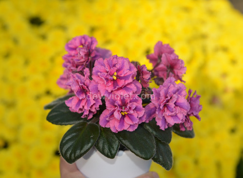 African Violet "Queen Sabrina" | Dew Violet