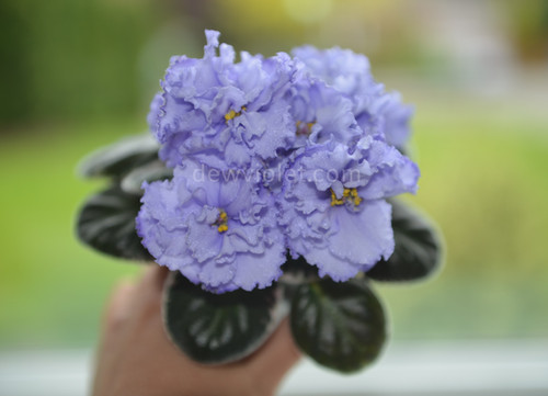 African Violet "EK-Heavenly Creature" | Dew Violet