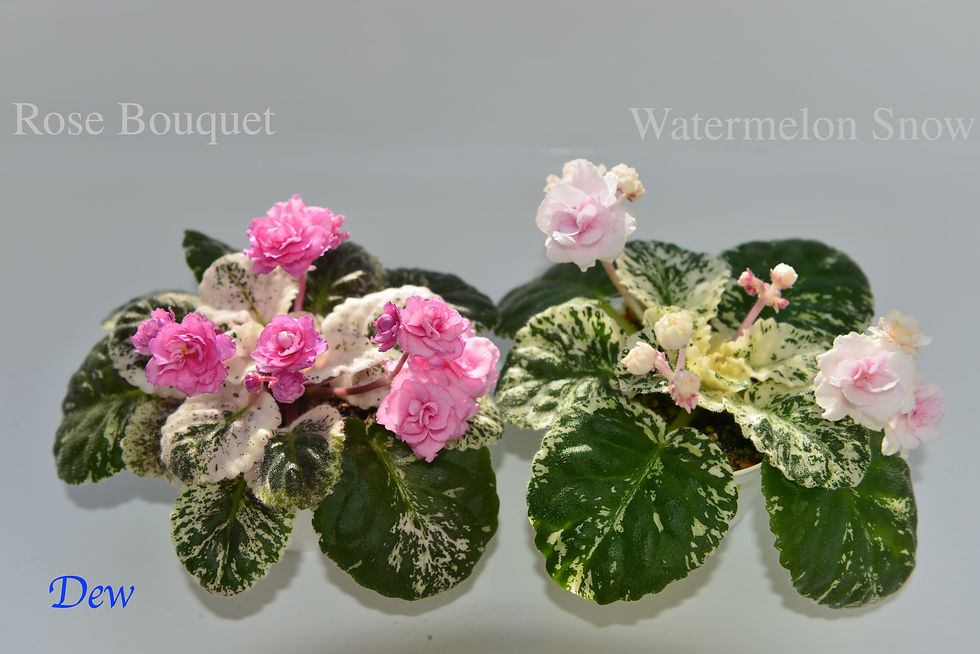 How to grow highly variegated African violets like Watermelon Snow and ...