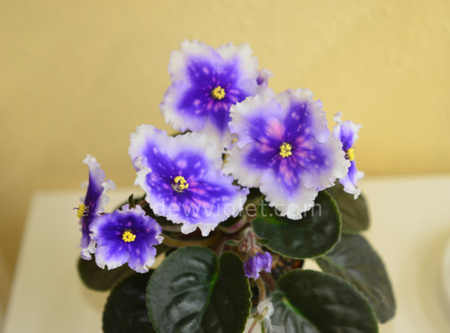 African Violet "DN-Broadway Lights" | Dew Violet