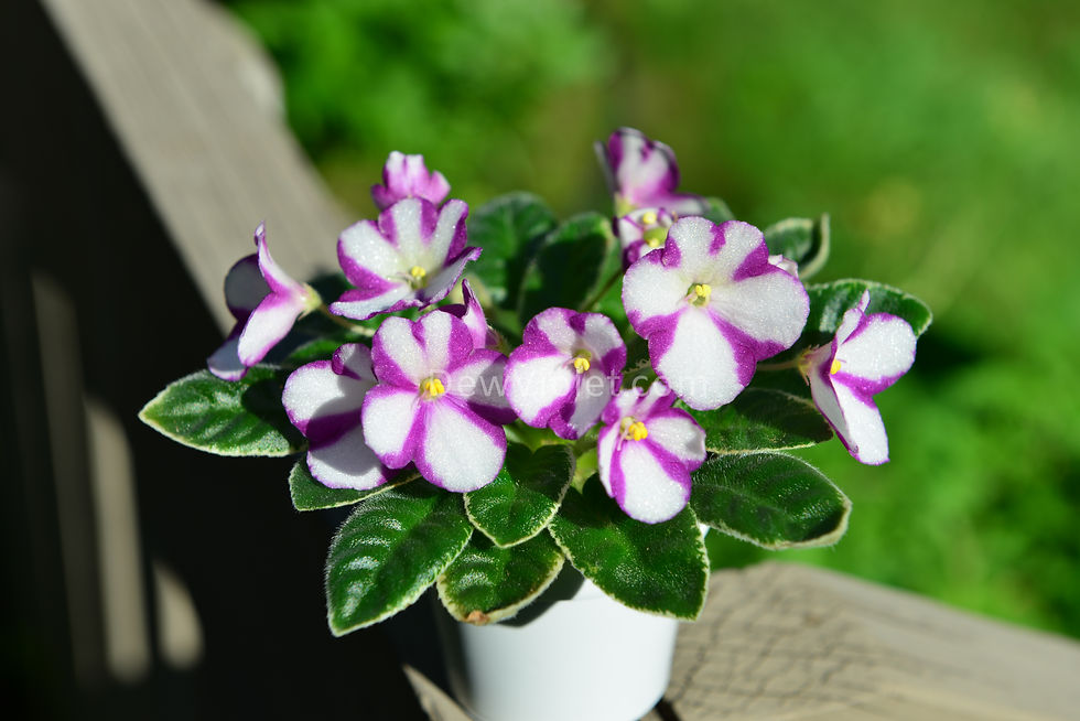 Shop African Violet Chimeras | Dew Violet