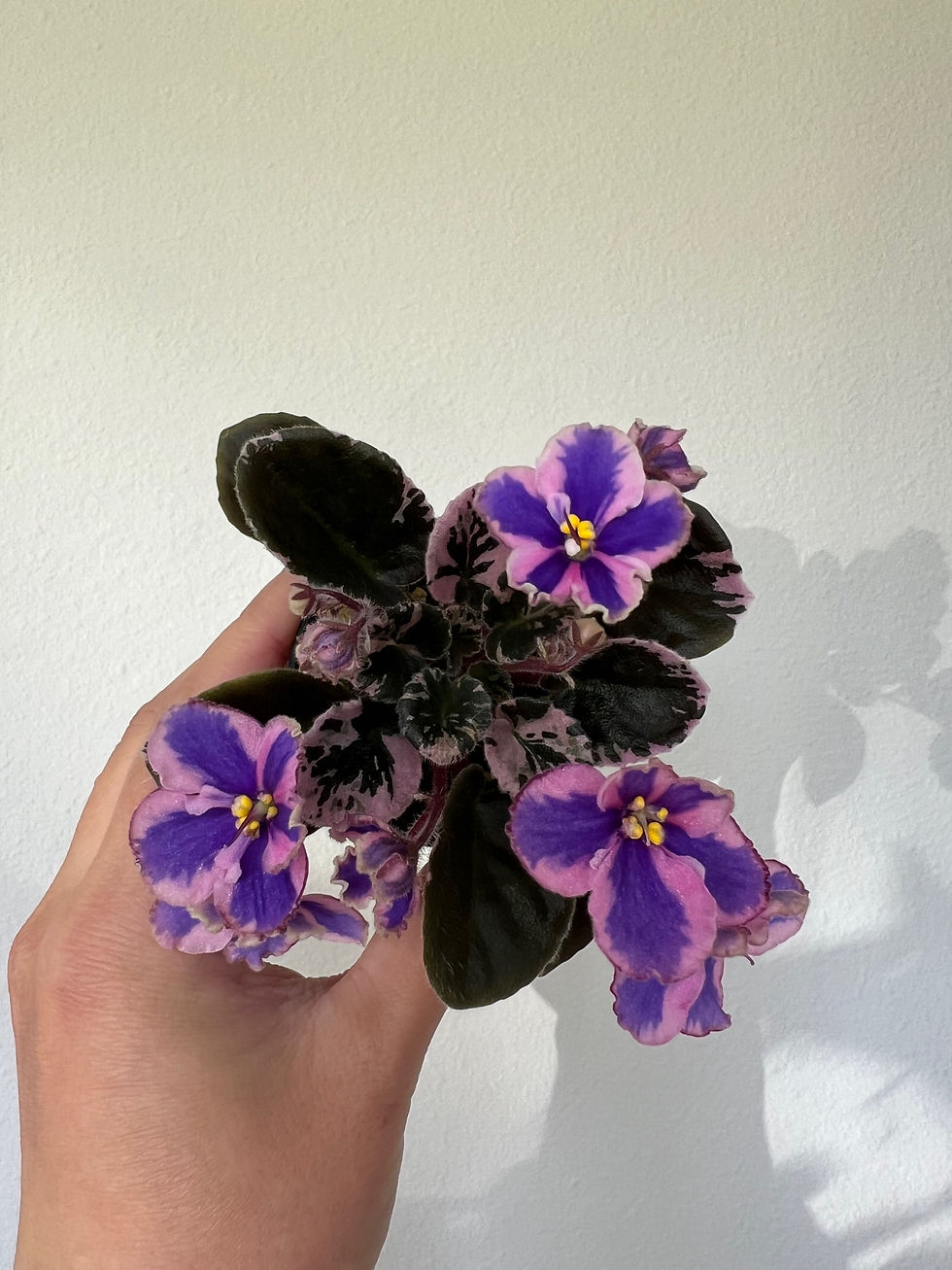 Shop African Violet Chimeras | Dew Violet