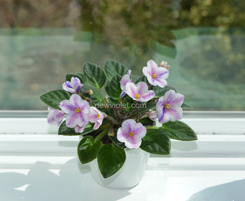 Rob’s Fe Fi | Dew Violet