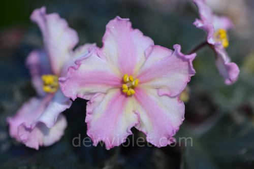 African Violet Chimera "Ray of Sunshine" - Yellow Markings!