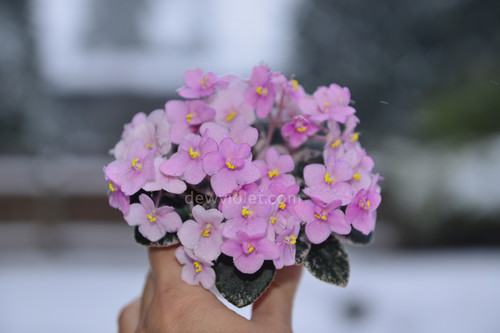 Precious Pink - African Violet | Dew Violet