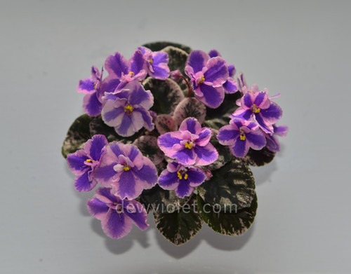 African Violet Chimera "Eternal Orbit" | Dew Violet