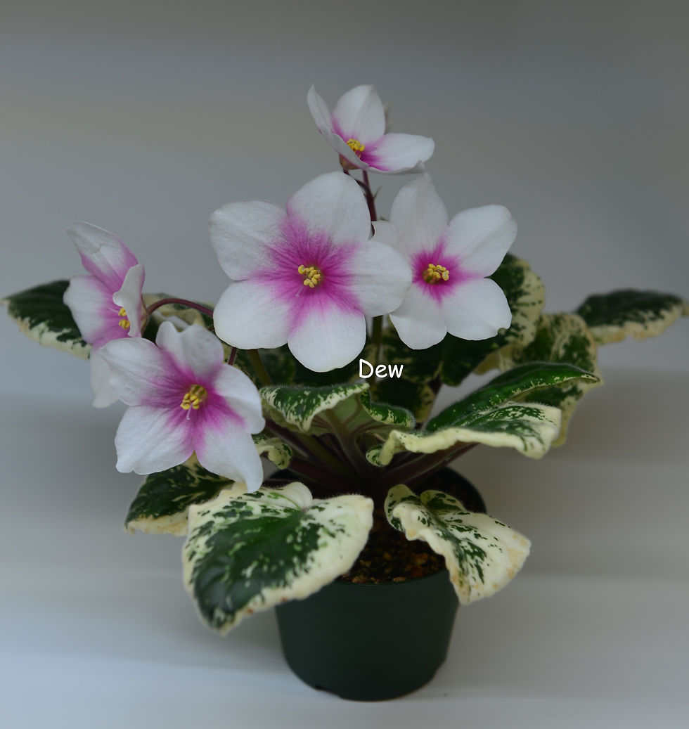 African Violet - Standards | Dew Violet