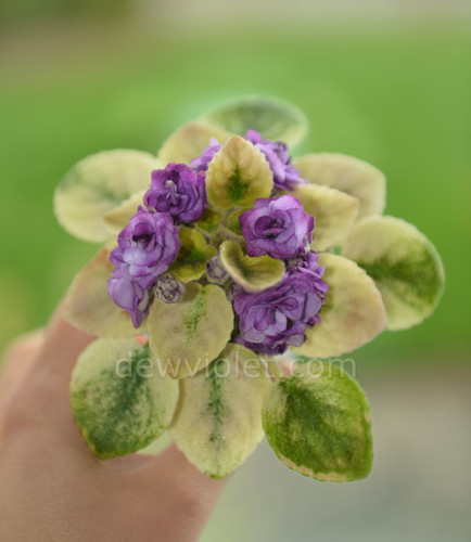 Winnie Woo | Dew Violet