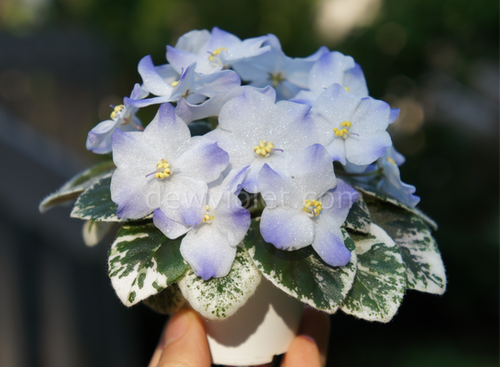 Shirl's Hawaiian Lei - African Violet | Dew Violet