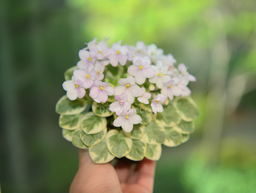 VA-Bank / Ва-Банк | Dew Violet