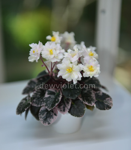 Golden Eye - Variegated African Violet | Dew Violet