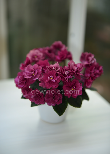 African Violet Jolly Texan | Dew Violet