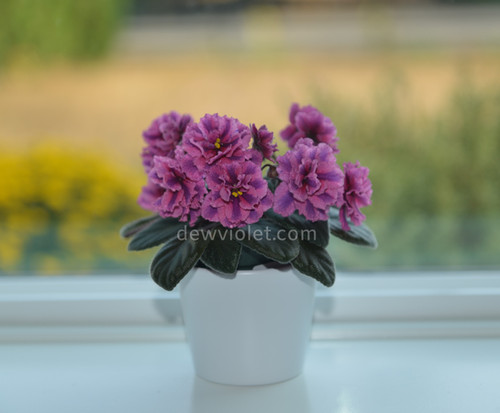 African Violet "Queen Sabrina" | Dew Violet