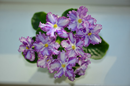 African Violet "Pearl Dew /Жемчужная Роса" | Dew Violet