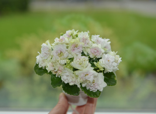 African Violet "Kentucky Gooseberries" | Dew Violet