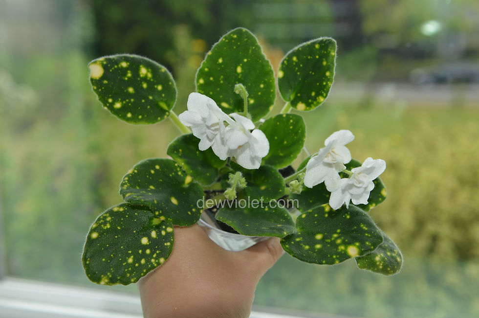 SHN-Space Fairy / ШН-Космическая Фея | Dew Violet