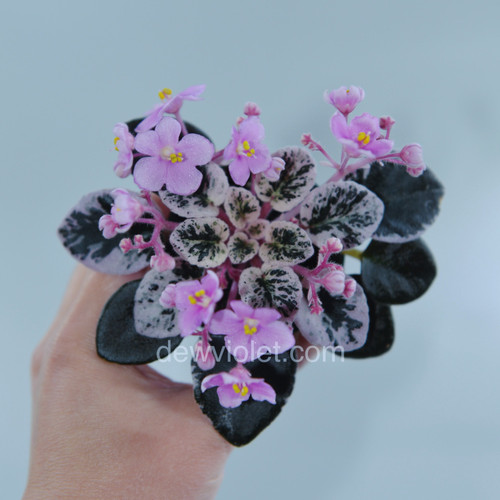 Precious Pink - African Violet | Dew Violet
