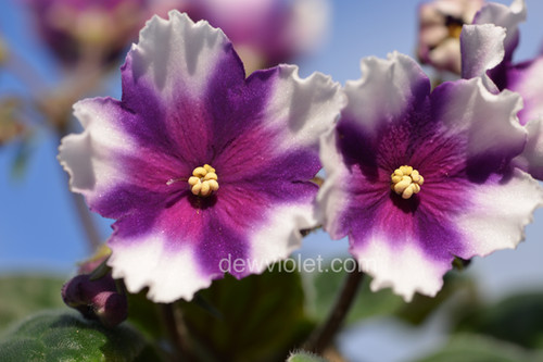 Dew's Comet | Dew Violet