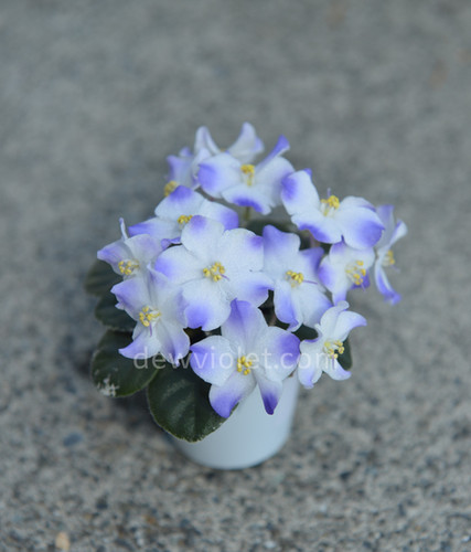 Shirl's Hawaiian Lei - African Violet | Dew Violet