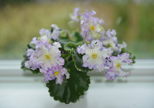 African Violet Dn-Wonderful/ Dn-Чудова| Dew Violet