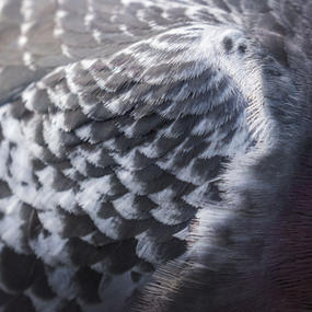 Feathers Close Up | Naomi Stolow | Nature Photographer