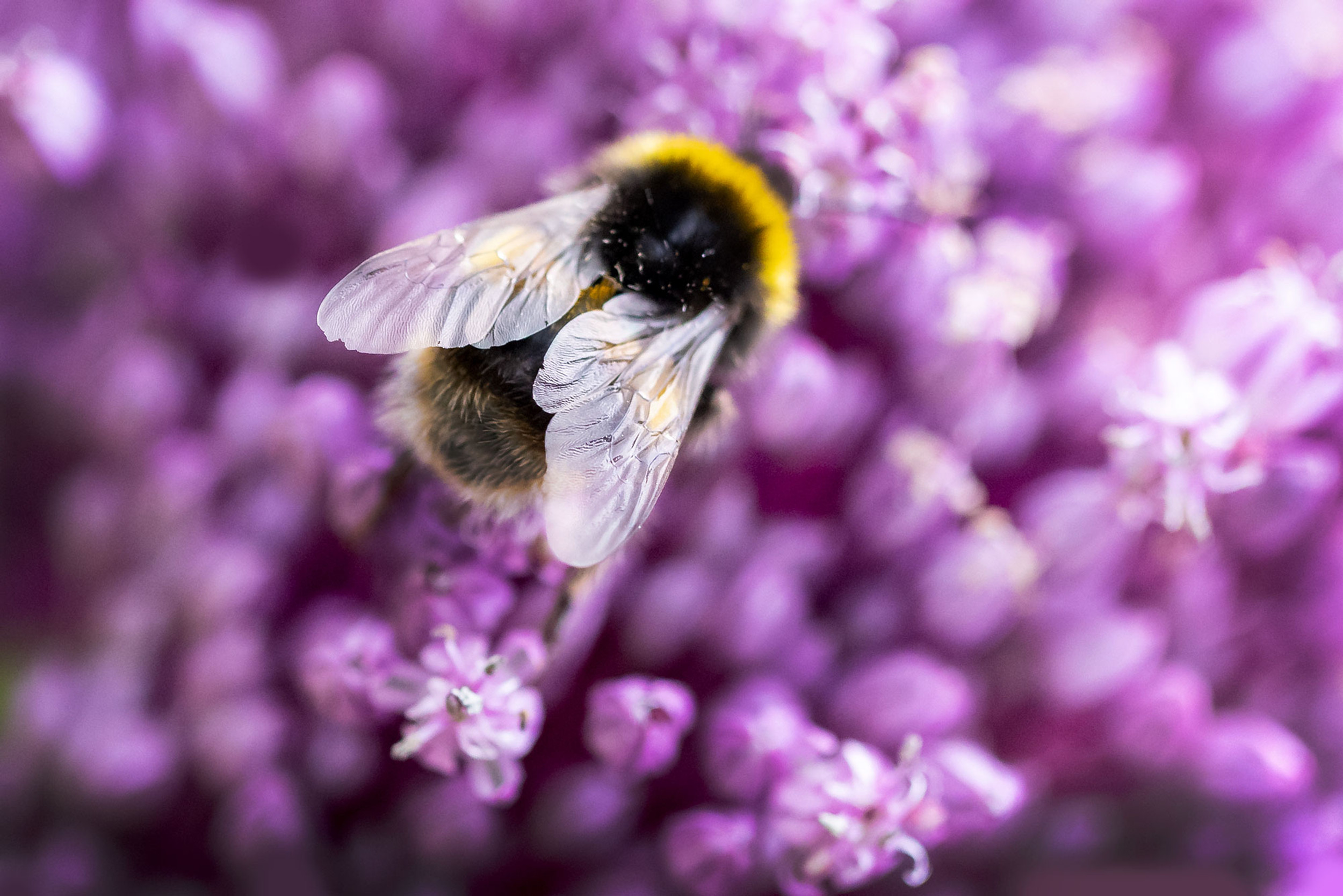 Bees | Naomi Stolow Photography (Wildlife & Nature)